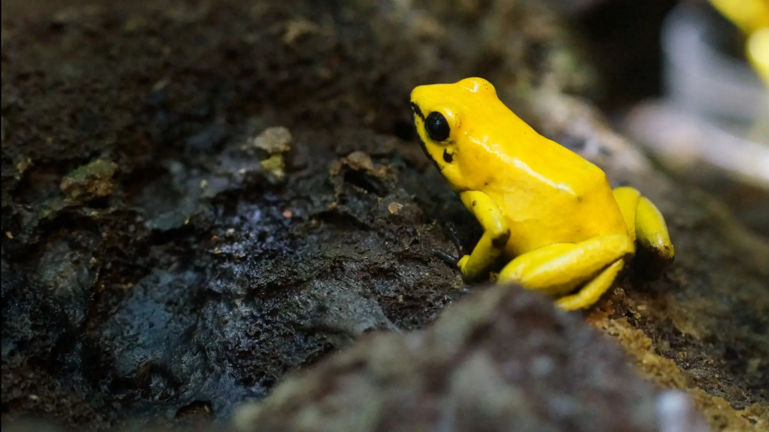 Can I Touch A Poison Dart Frog? The Truth Could Save Your Life